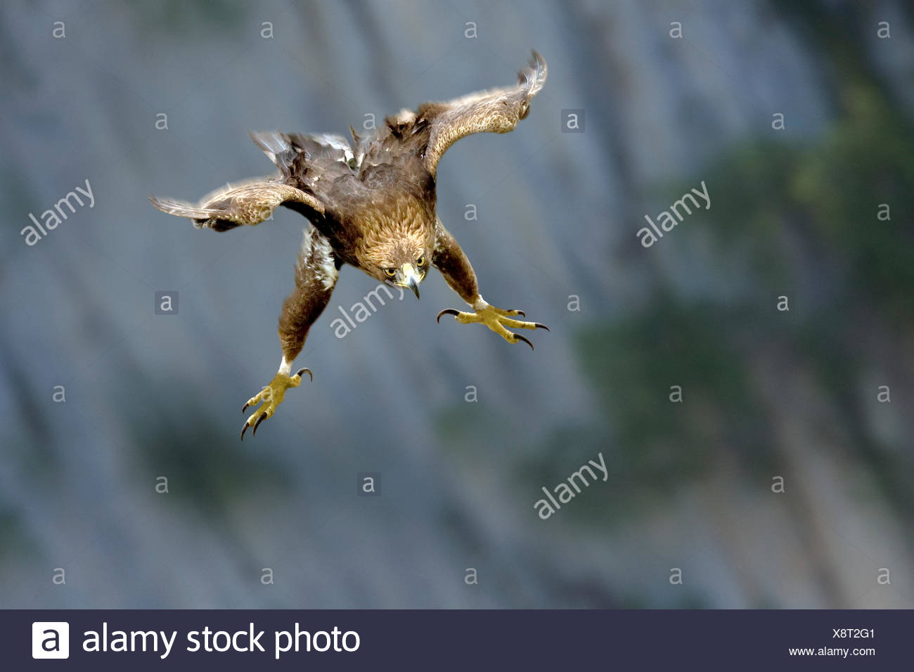 Swooping Eagle Stock Photos & Swooping Eagle Stock Images - Alamy