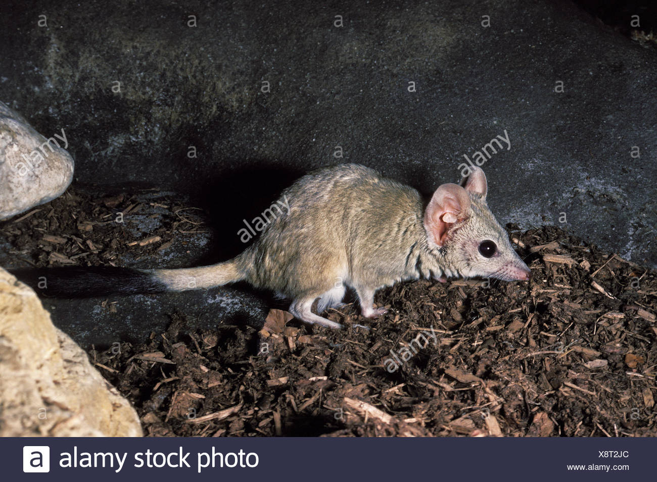 Kowari Or Brush Tailed Marsupial Rat High Resolution Stock Photography ...