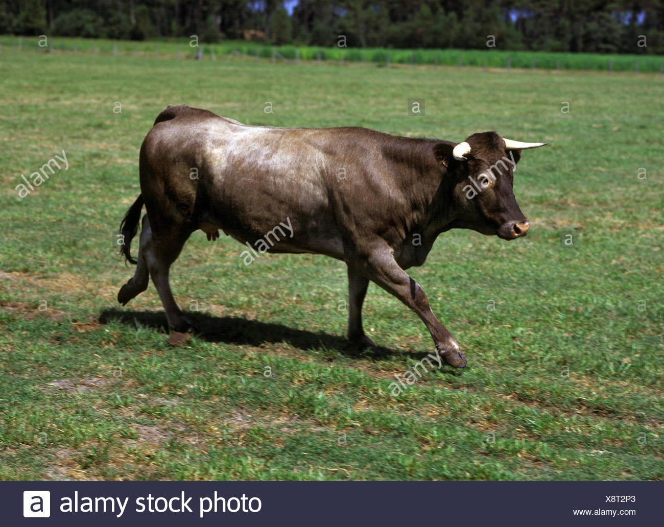 Bazadais Cattle French Breed Cow High Resolution Stock Photography and ...