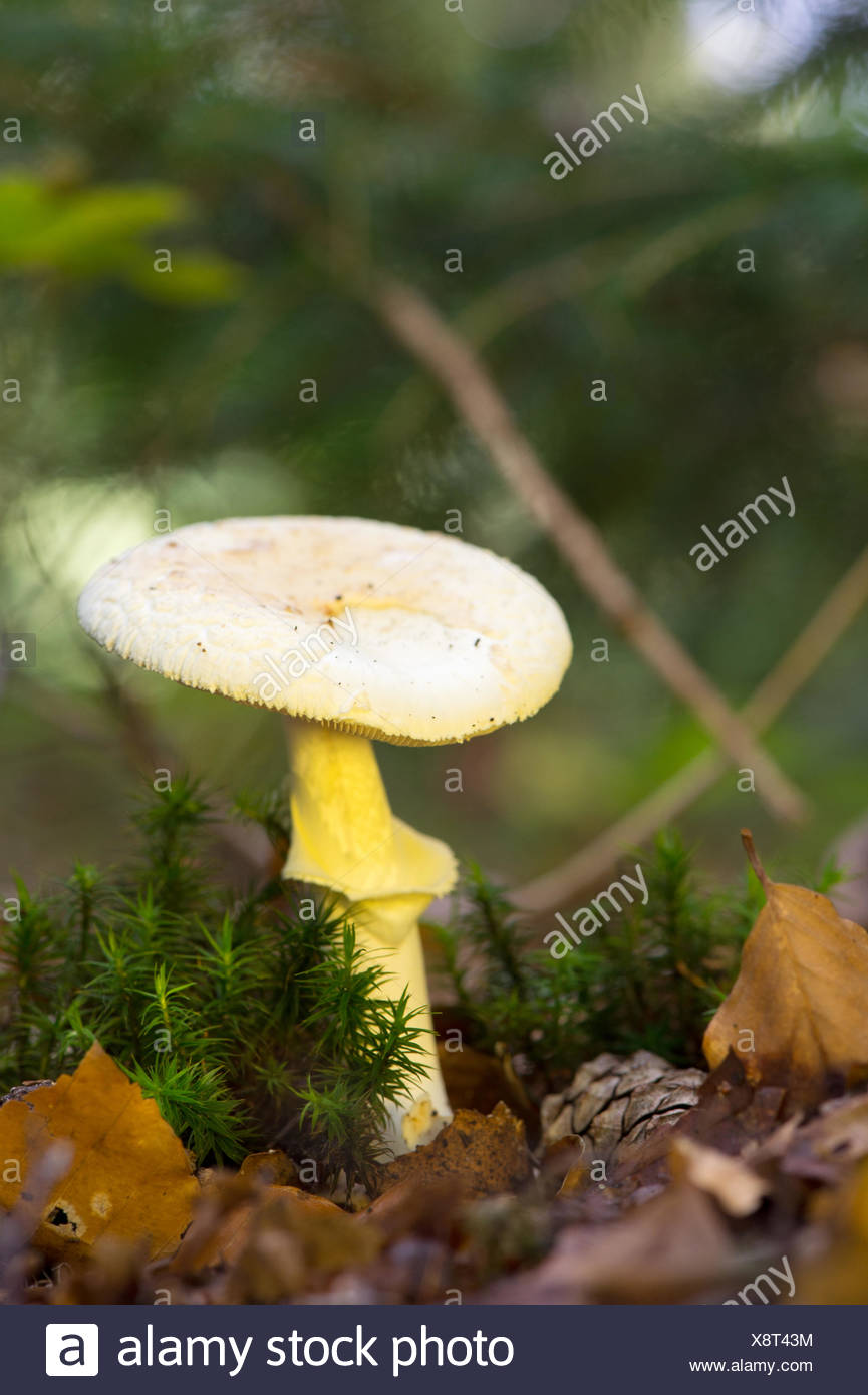Death Cap Mushroom High Resolution Stock Photography and Images - Alamy