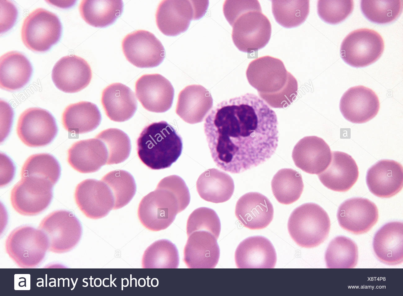 Normal Histology High Resolution Stock Photography and Images - Alamy