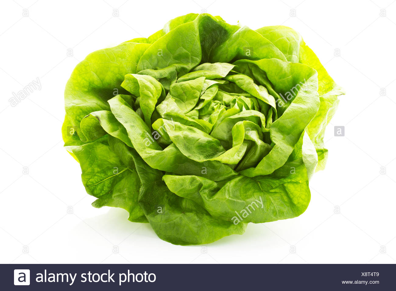 Butterhead Lettuce High Resolution Stock Photography and Images - Alamy