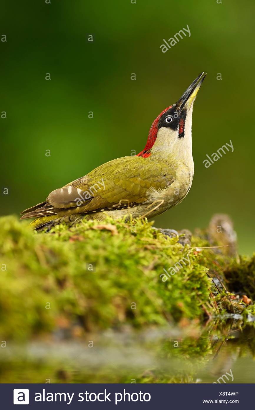 Male European Green Woodpecker High Resolution Stock Photography and ...