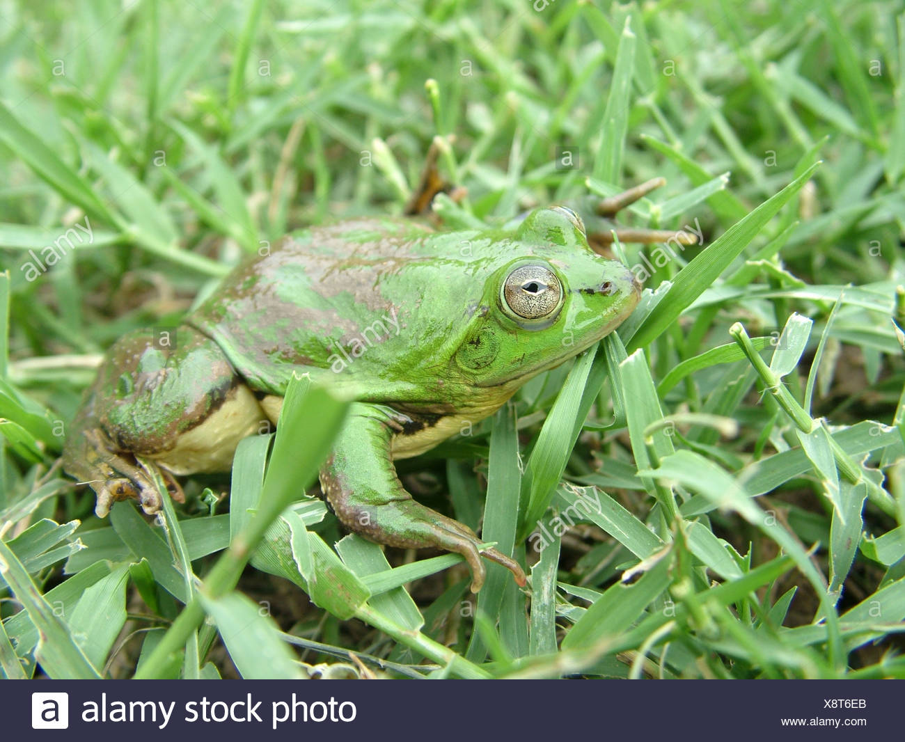 Teratology High Resolution Stock Photography and Images - Alamy