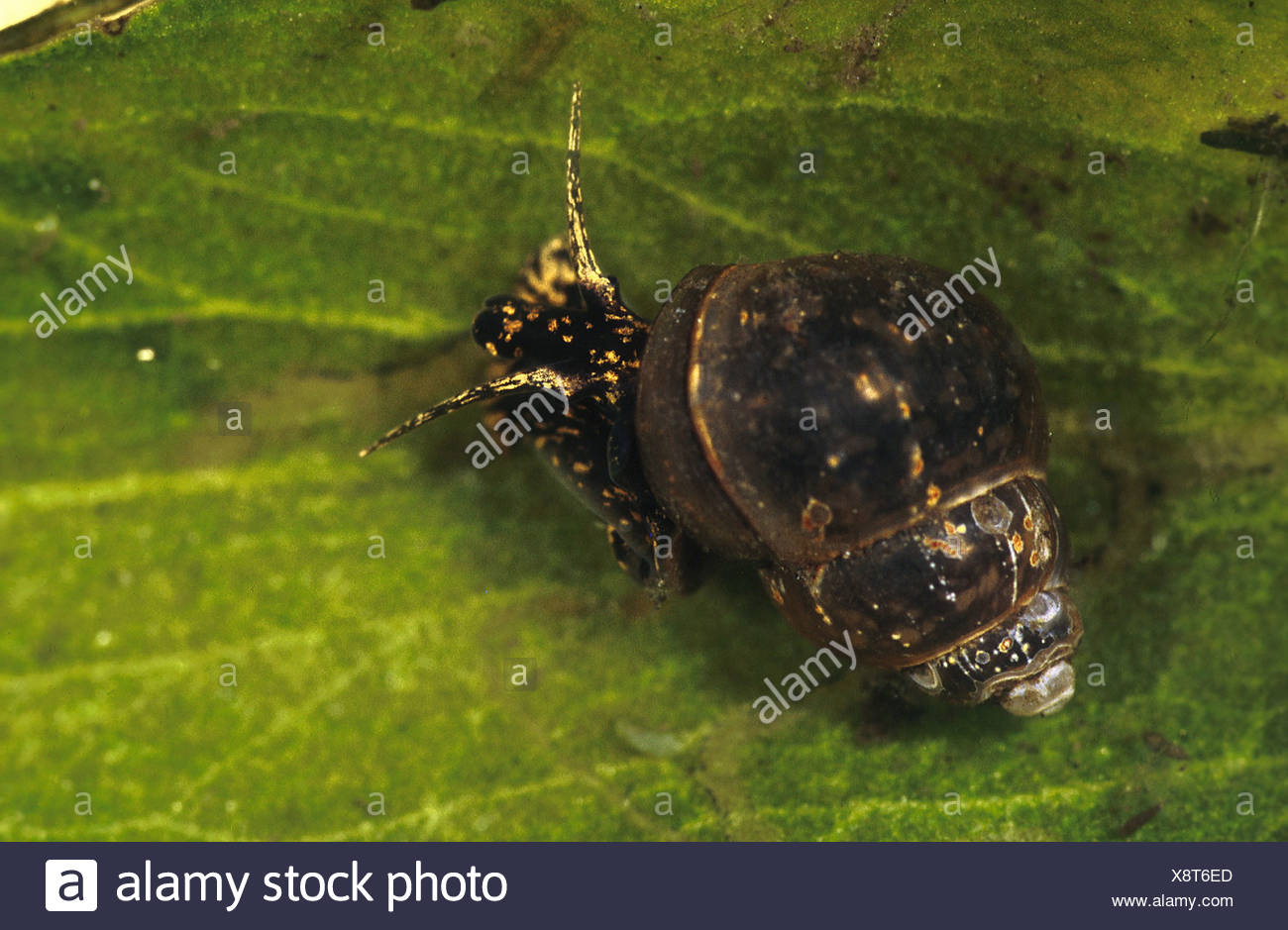 Bithynia High Resolution Stock Photography and Images - Alamy
