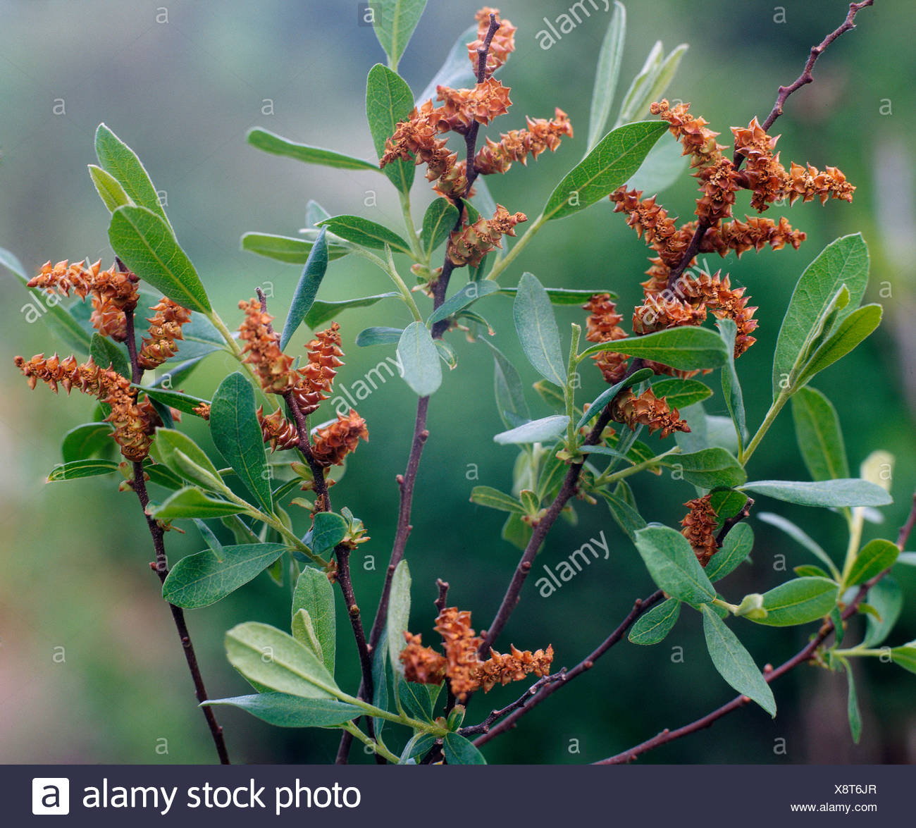 Myrica Gale High Resolution Stock Photography and Images - Alamy