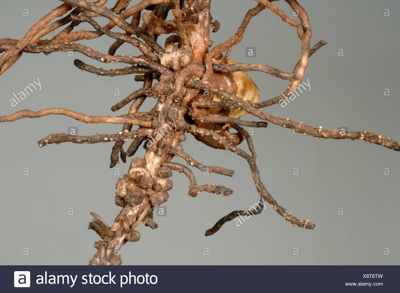 Heterodera High Resolution Stock Photography and Images - Alamy