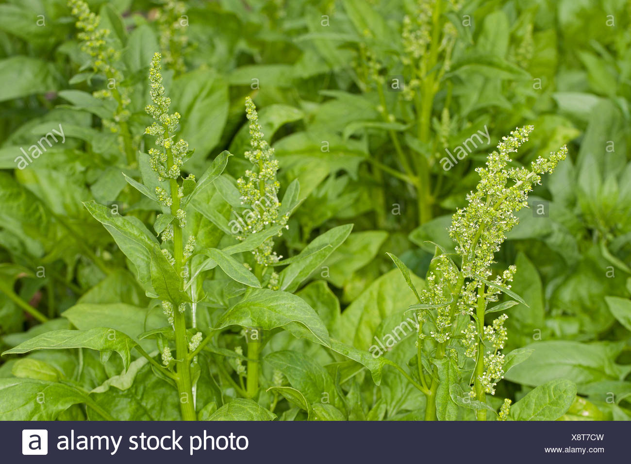 Flower Spinach Plants High Resolution Stock Photography and Images - Alamy