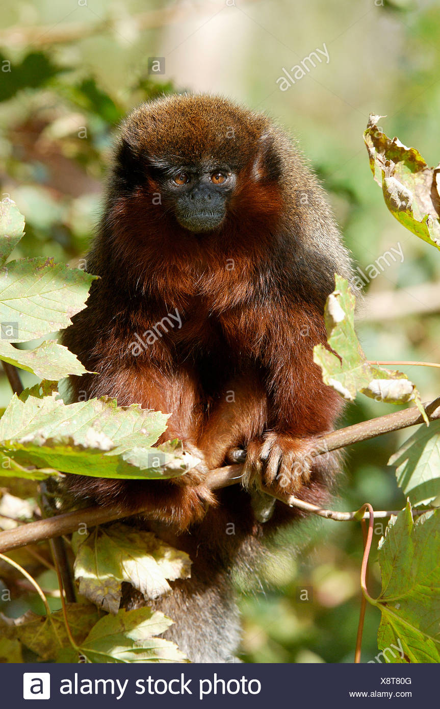 Titi Monkey High Resolution Stock Photography and Images - Alamy