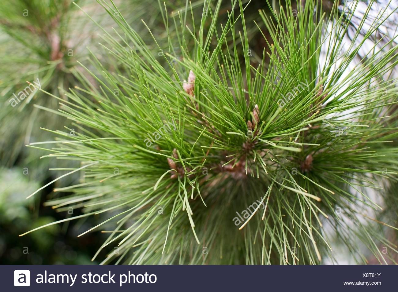 Pinus Halepensis High Resolution Stock Photography and Images - Alamy