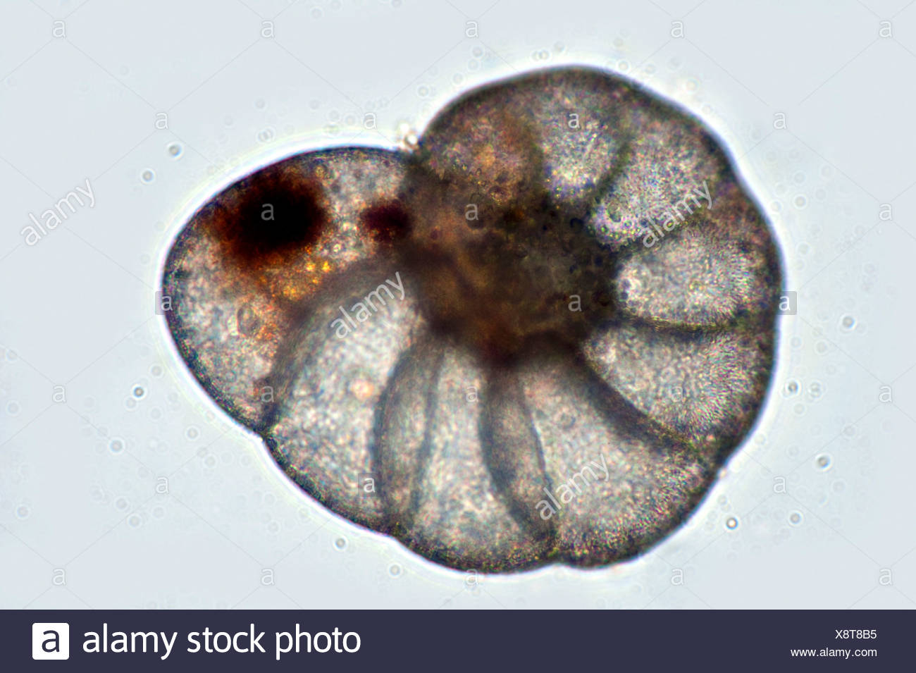 Animal Cell Light Microscope High Resolution Stock Photography and ...