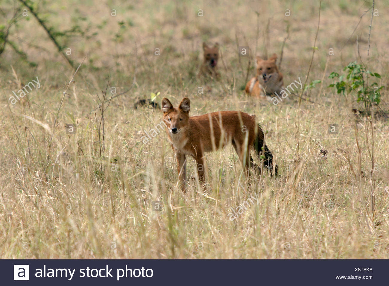 Indian Dhol High Resolution Stock Photography and Images - Alamy