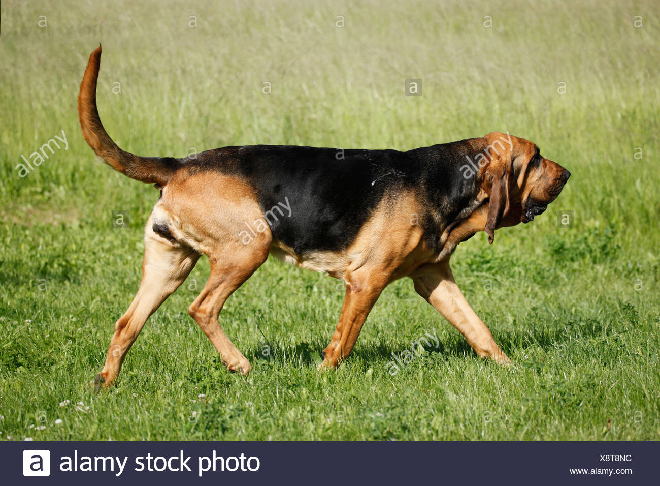 Bloodhounds Running High Resolution Stock Photography and Images - Alamy