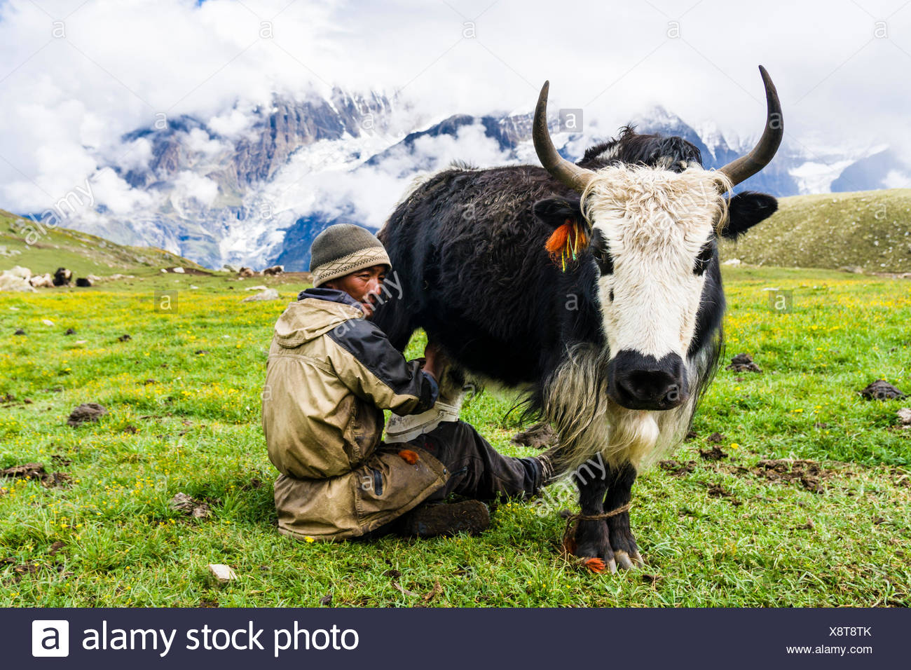 Yak Meadow High Resolution Stock Photography and Images - Alamy