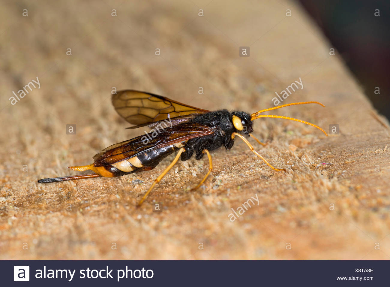 Greater Horntail Giant Wood Wasp High Resolution Stock Photography and ...