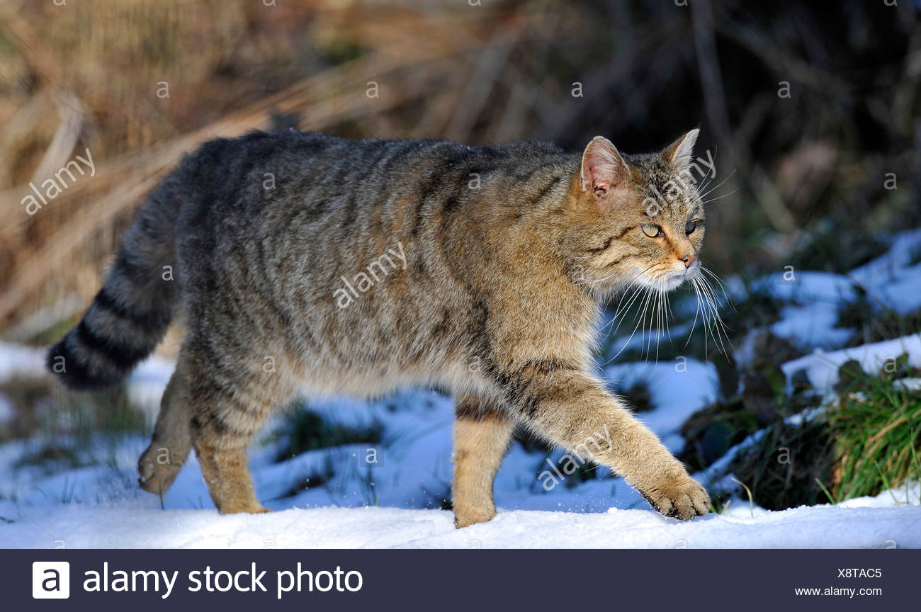 Wildcat With Prey Snow Stock Photos & Wildcat With Prey Snow Stock ...