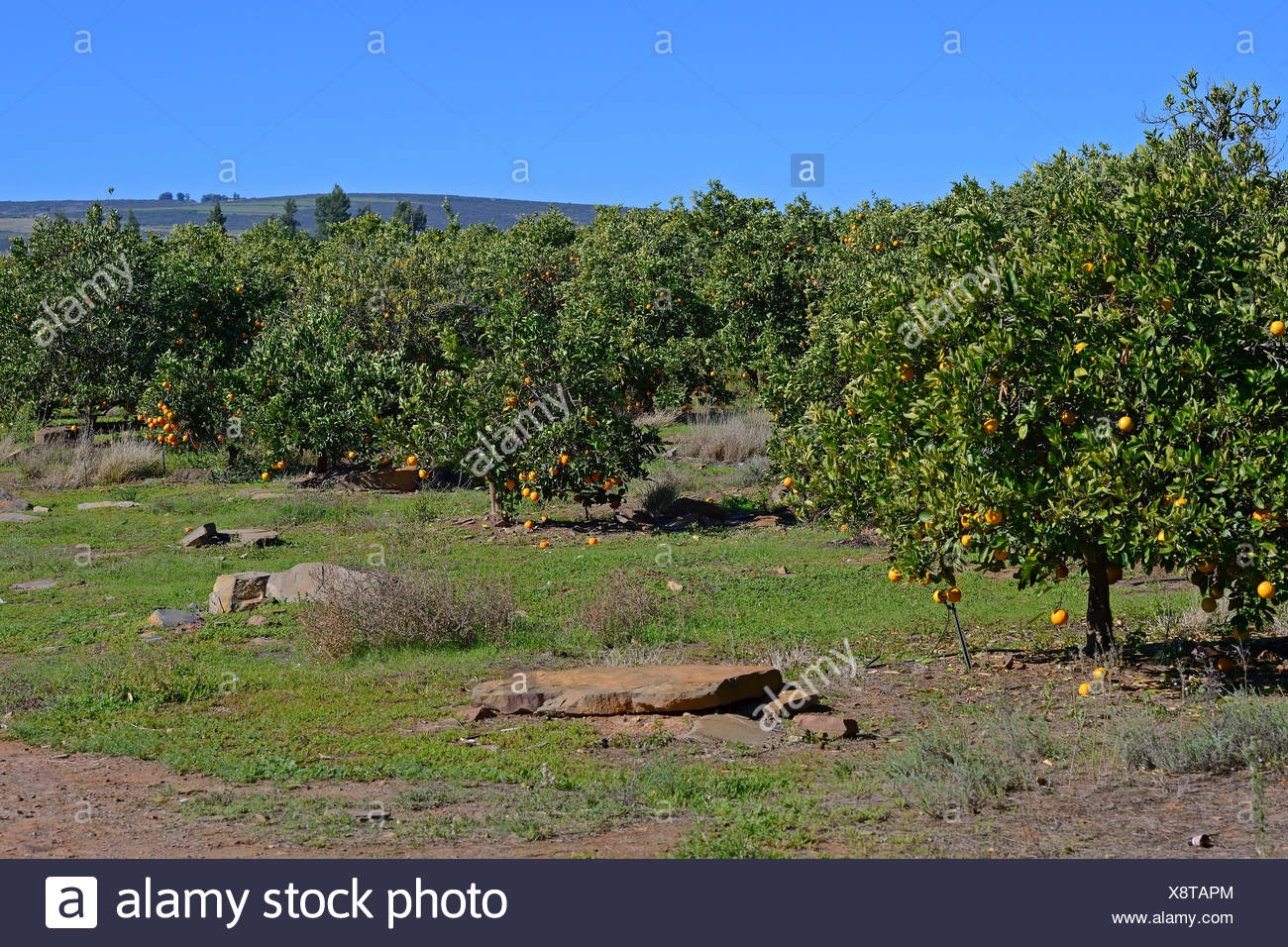 Orange Tree Plantation High Resolution Stock Photography and Images - Alamy