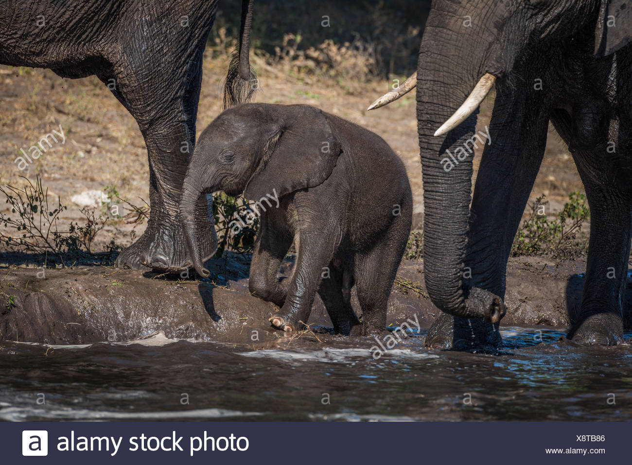 Elephant Kneeling Stock Photos & Elephant Kneeling Stock Images - Alamy