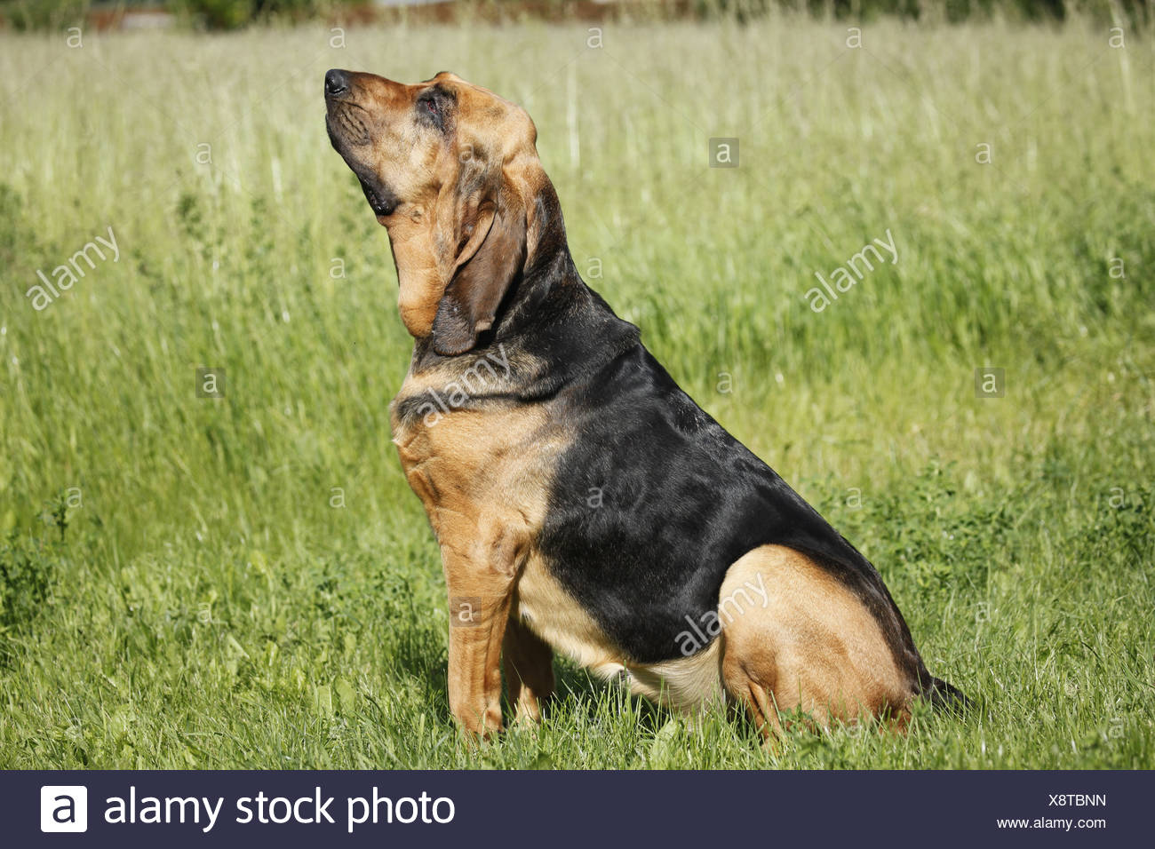 Bloodhound High Resolution Stock Photography and Images - Alamy