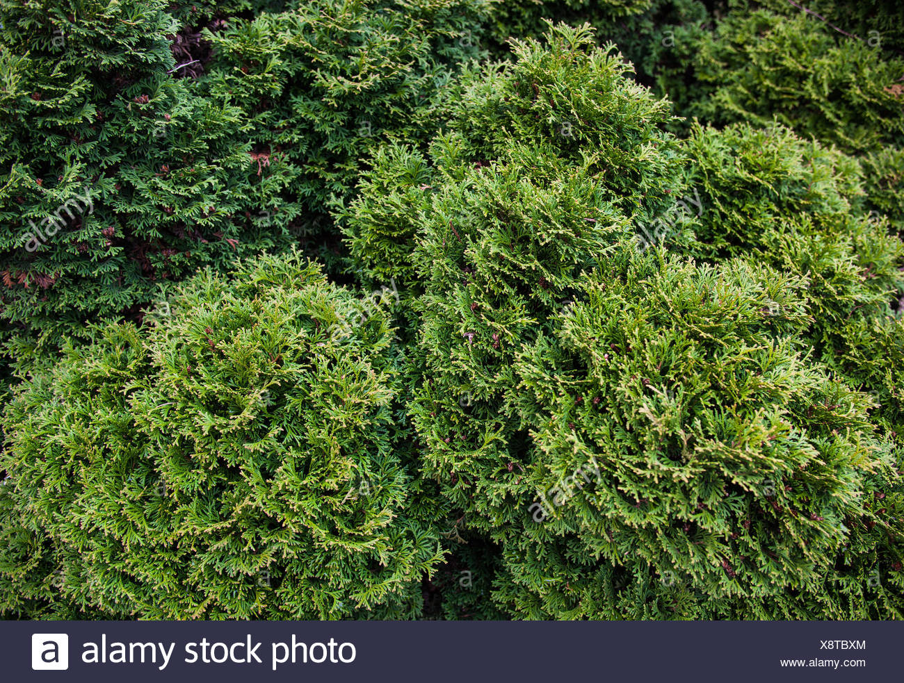 Scale Like Leaves High Resolution Stock Photography and Images - Alamy