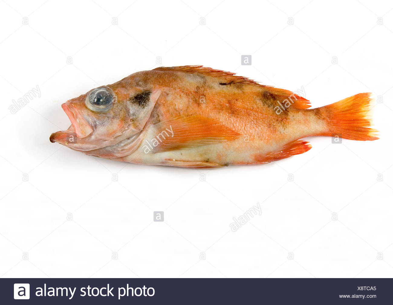 Sebastes Marinus Cut Out Stock Images & Pictures - Alamy