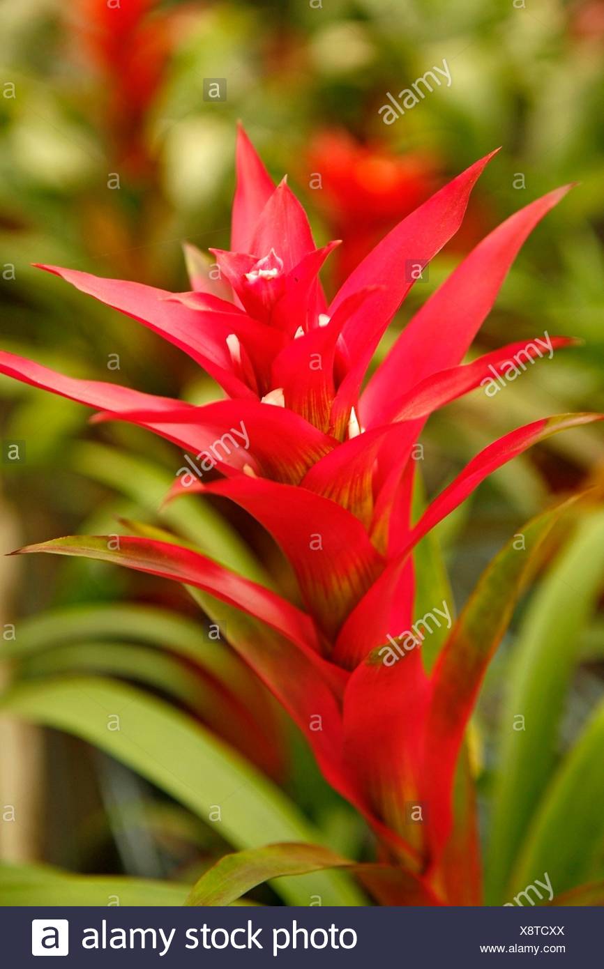 Bromelia High Resolution Stock Photography and Images - Alamy