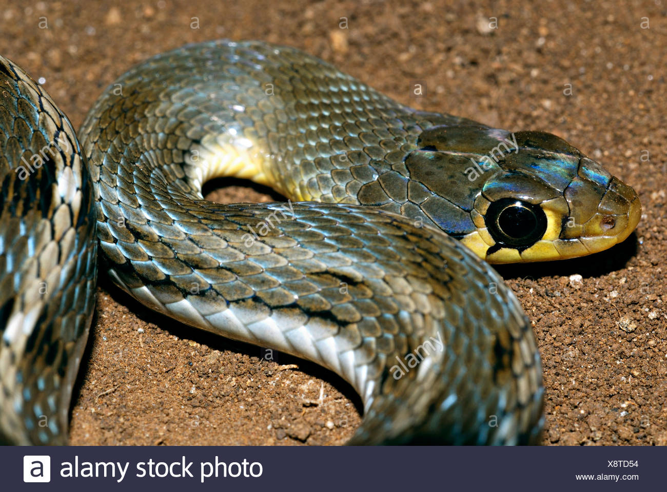 Common Keelback Snake High Resolution Stock Photography and Images - Alamy