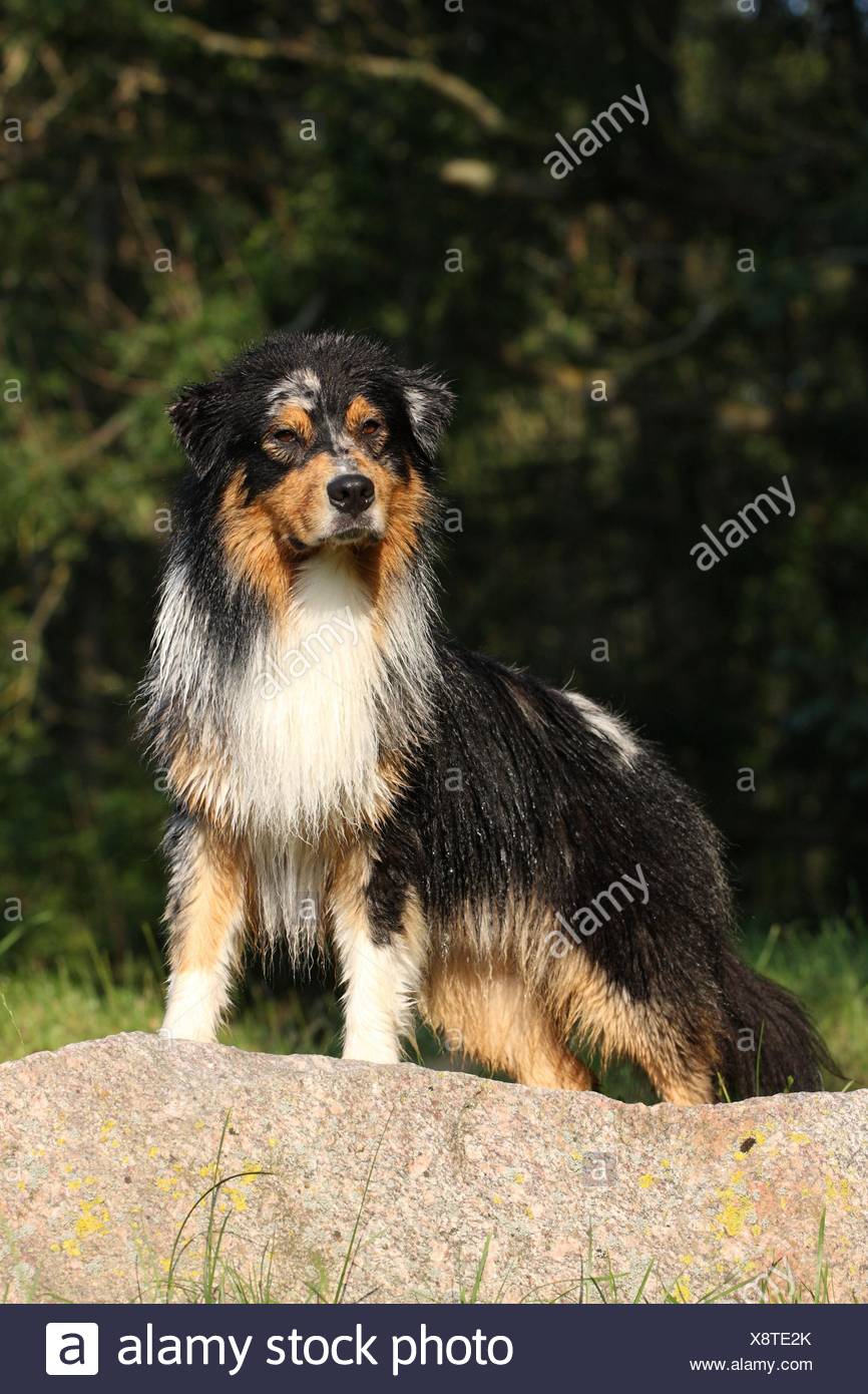 Australian Shepherd Stock Photos & Australian Shepherd Stock Images - Alamy