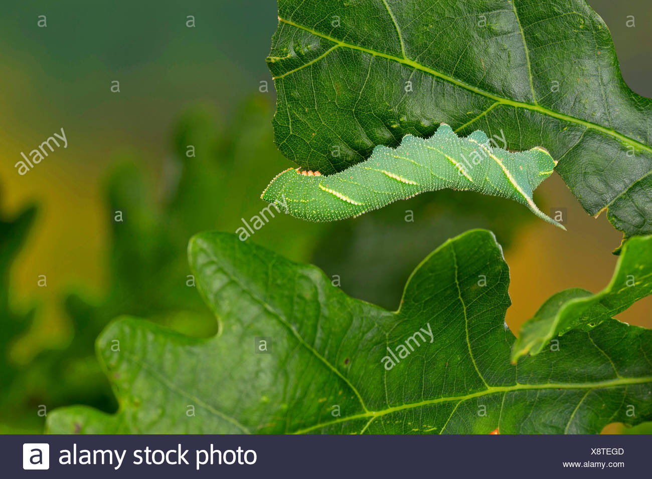 Marumba Quercus High Resolution Stock Photography and Images - Alamy