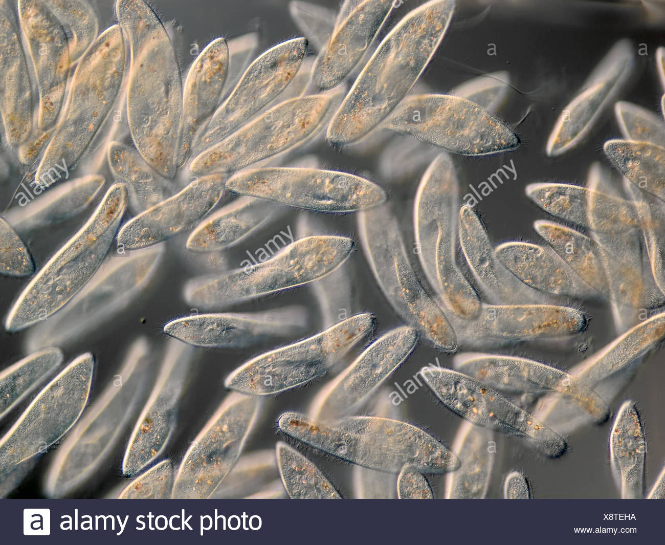 Protozoen Stock Photos & Protozoen Stock Images - Alamy