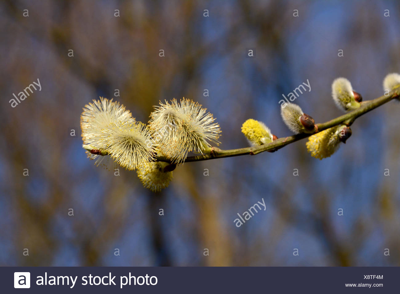 Downy Willow High Resolution Stock Photography and Images - Alamy