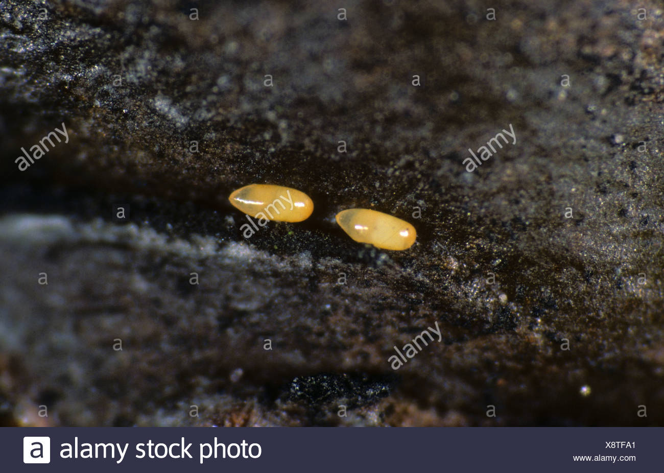 Psyllidae Stock Photos & Psyllidae Stock Images - Alamy