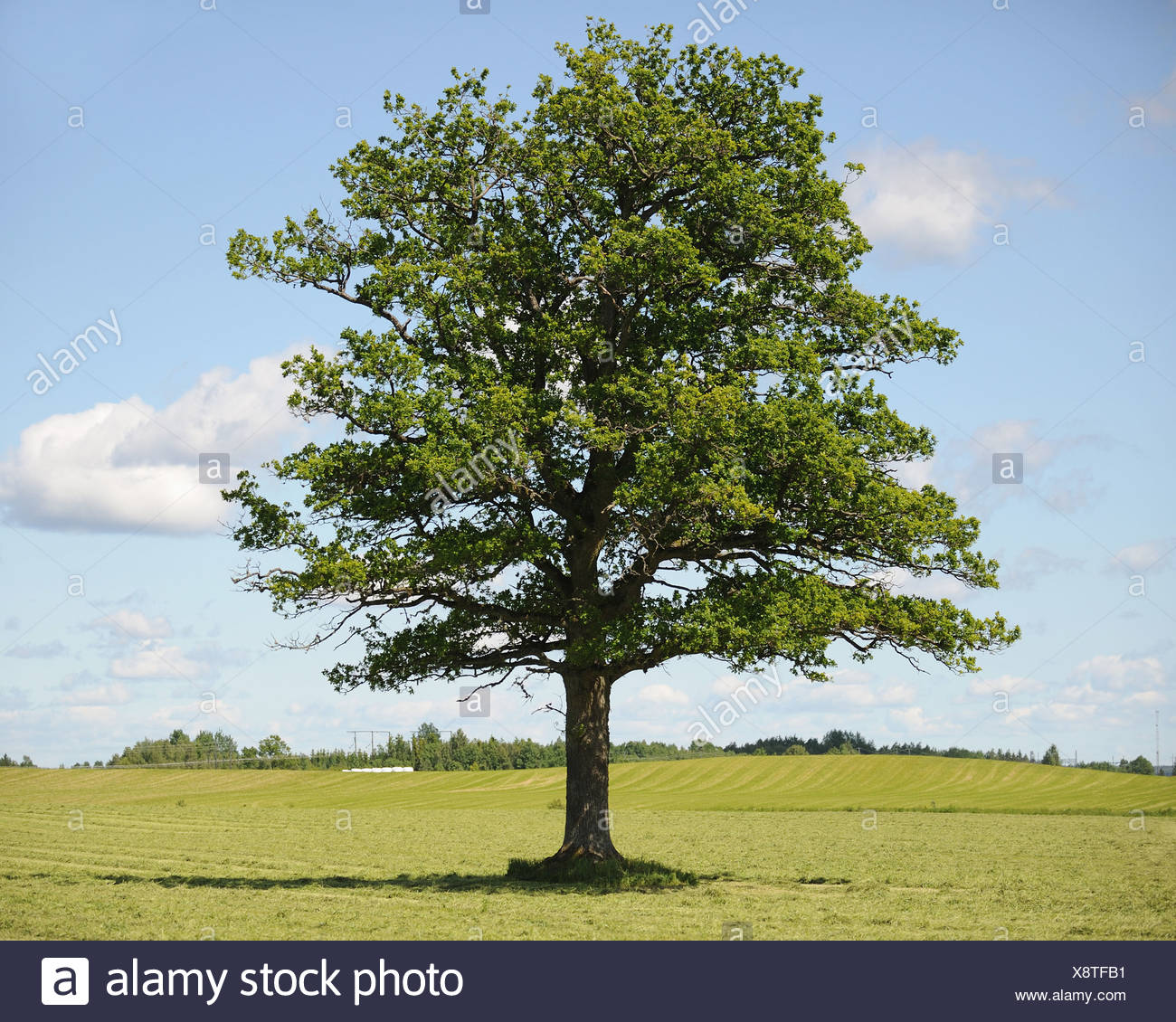 The Big Tree Stock Photos & The Big Tree Stock Images - Alamy