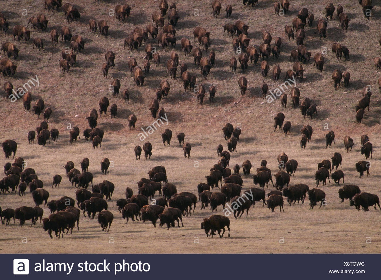 Stampede Bison High Resolution Stock Photography and Images - Alamy