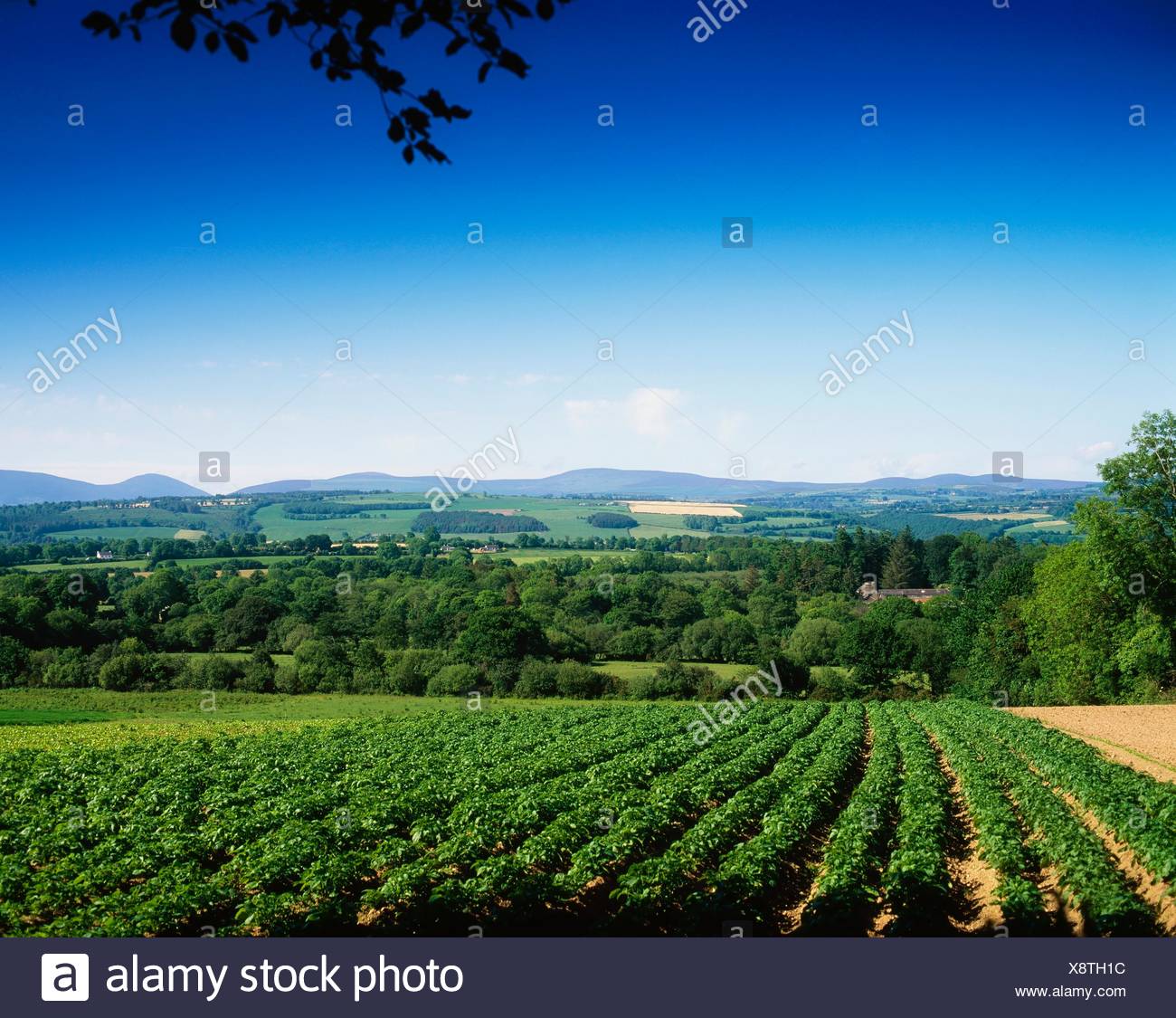 Potato Farming Ireland High Resolution Stock Photography and Images - Alamy