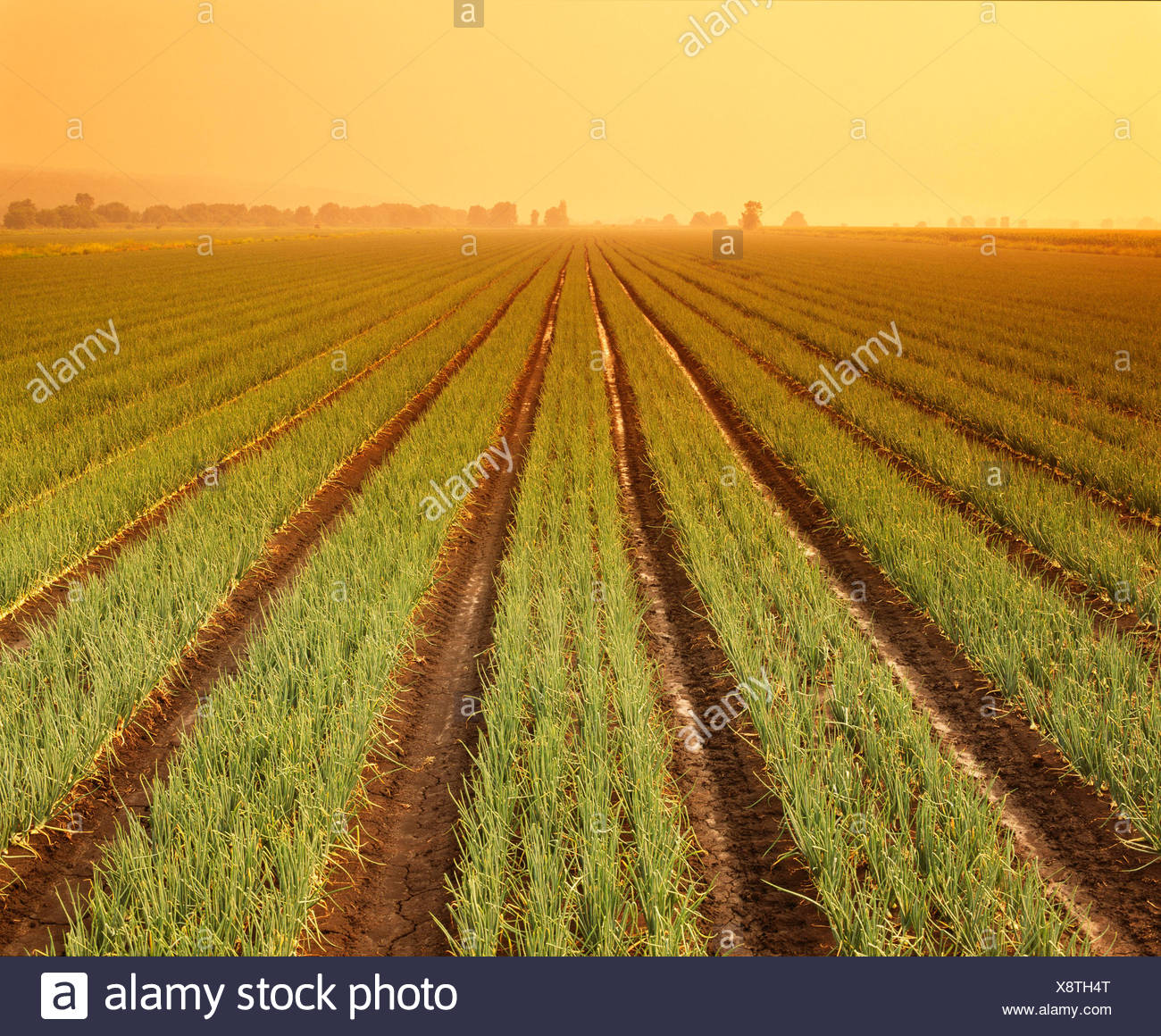 Mature Yellow Onion Field High Resolution Stock Photography and Images ...