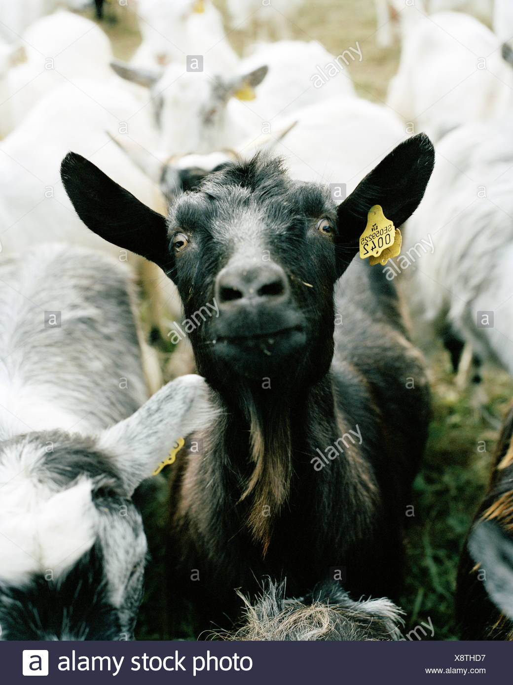 To Earmark High Resolution Stock Photography and Images - Alamy