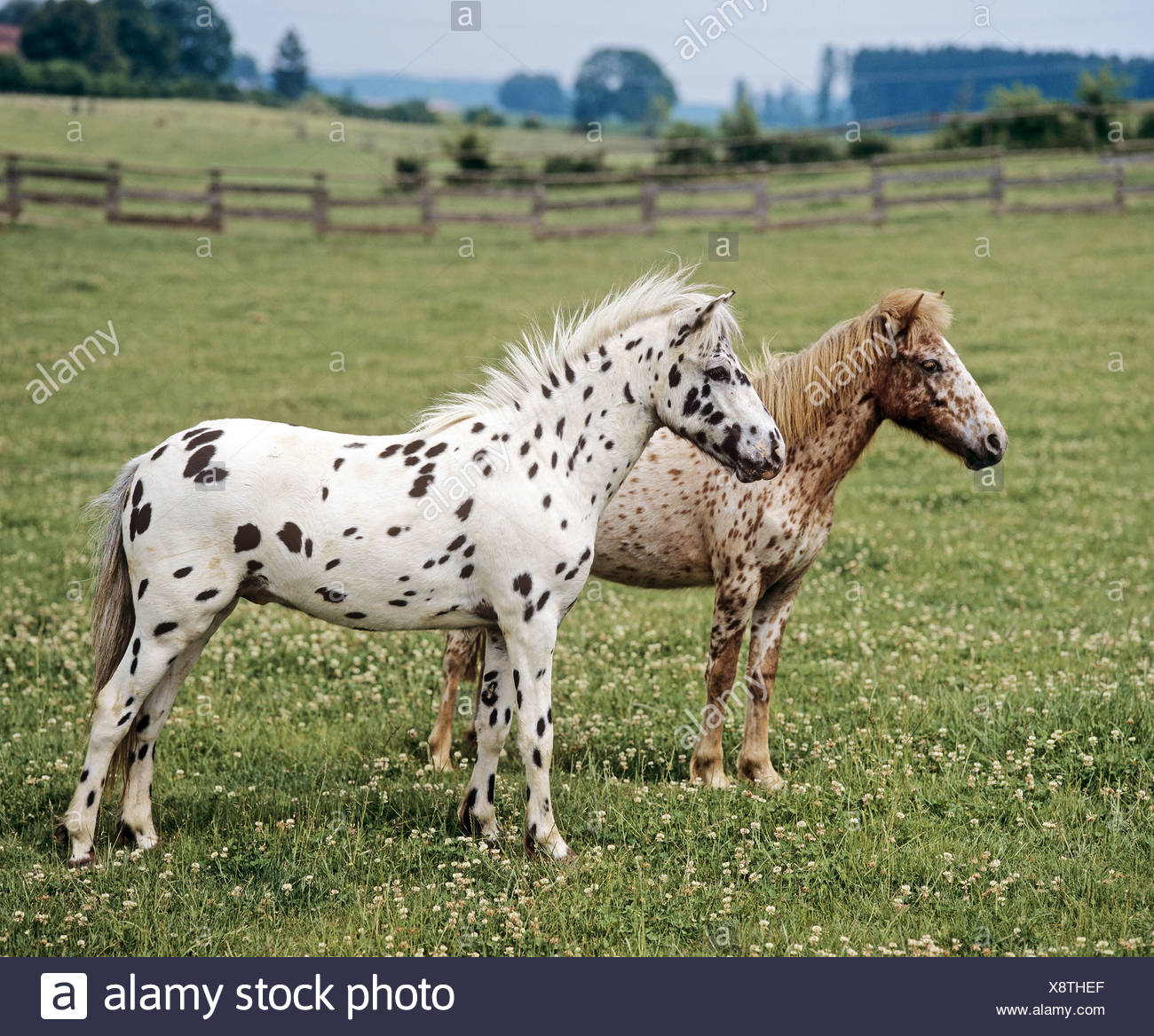 Falabellas Stock Photos & Falabellas Stock Images - Alamy