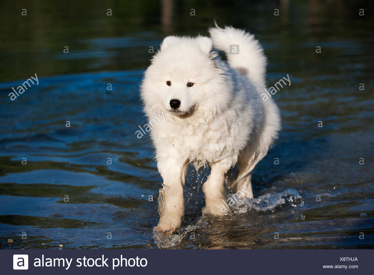 Samoyed High Resolution Stock Photography and Images - Alamy