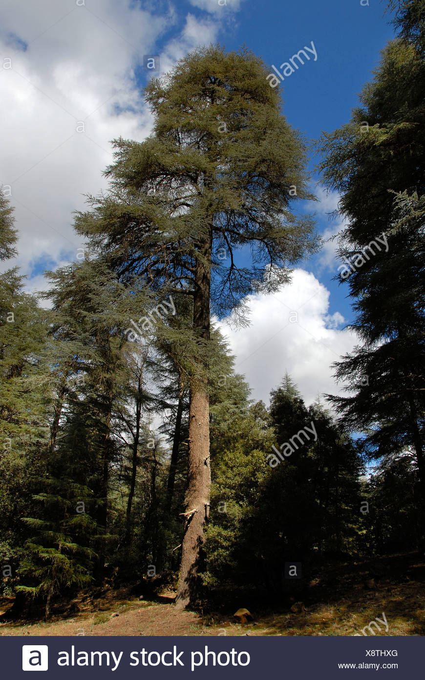 Zedernwald High Resolution Stock Photography and Images - Alamy