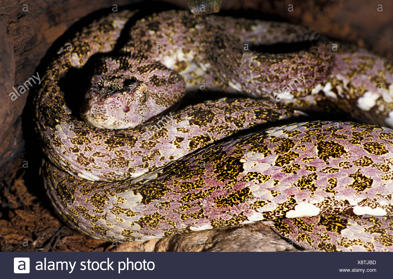Guyana Snake High Resolution Stock Photography and Images - Alamy