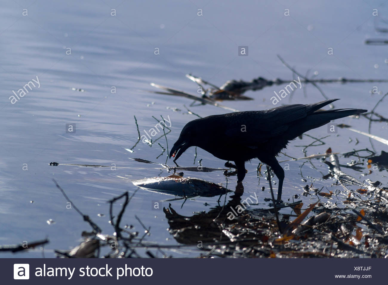 Crow Eating Stock Photos & Crow Eating Stock Images - Alamy