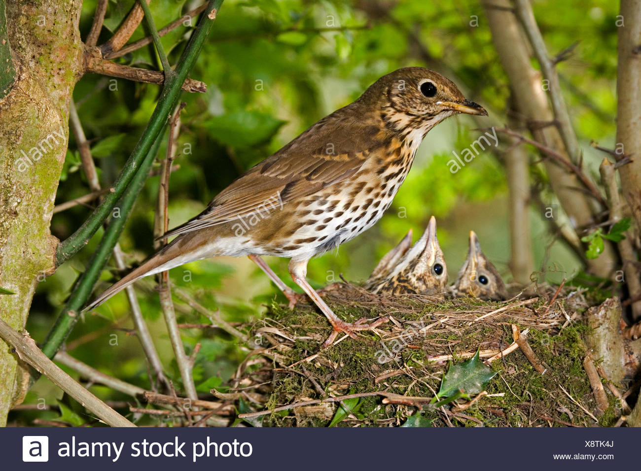 Song Thrush Chick High Resolution Stock Photography and Images - Alamy