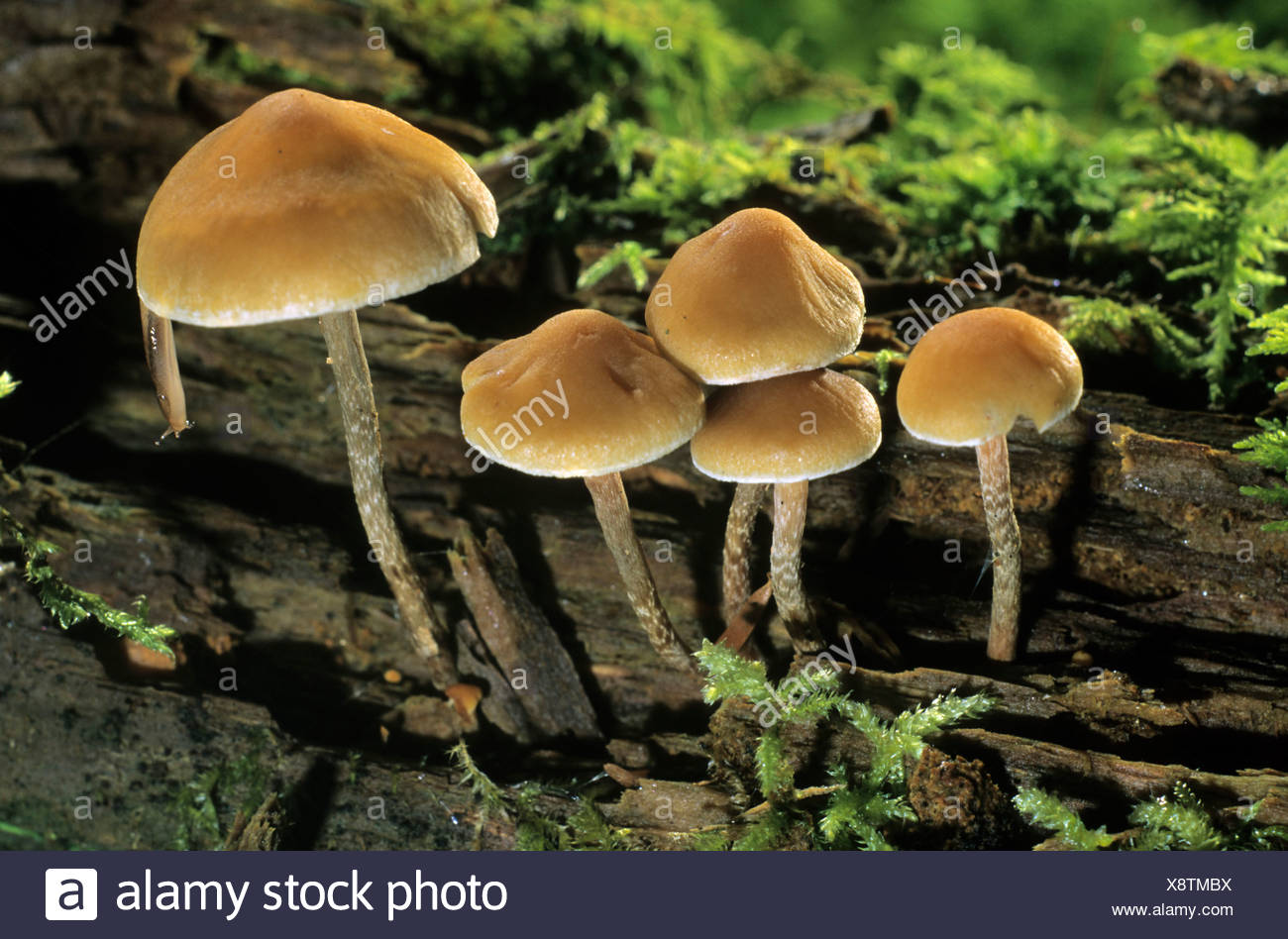 Galerina Marginata Stock Photos & Galerina Marginata Stock Images - Alamy