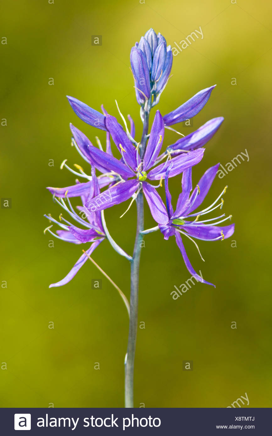 Wildflowers British Columbia High Resolution Stock Photography and ...