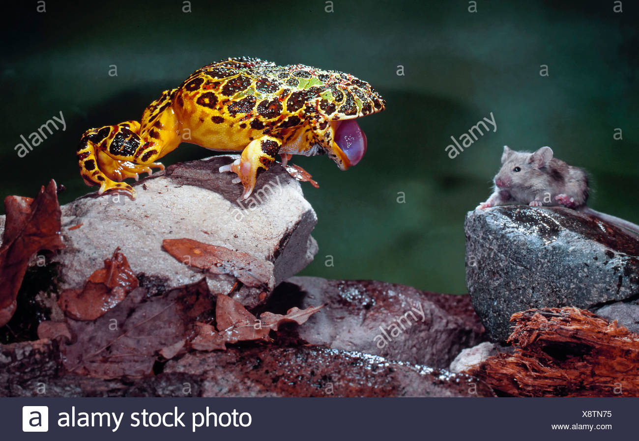 Frog Mouse High Resolution Stock Photography and Images - Alamy