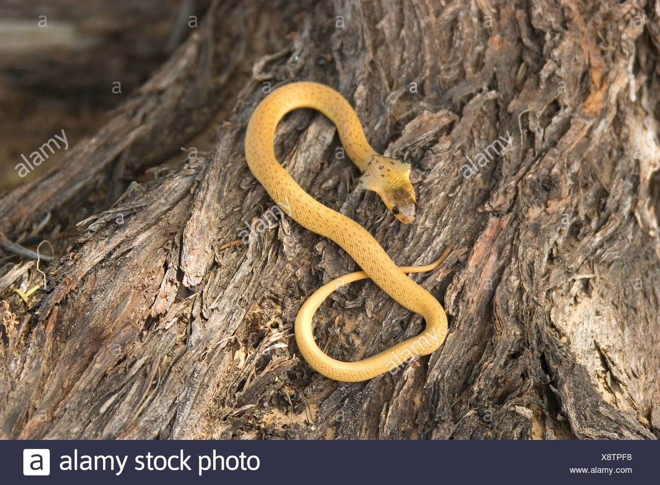Cape Cobras High Resolution Stock Photography and Images - Alamy