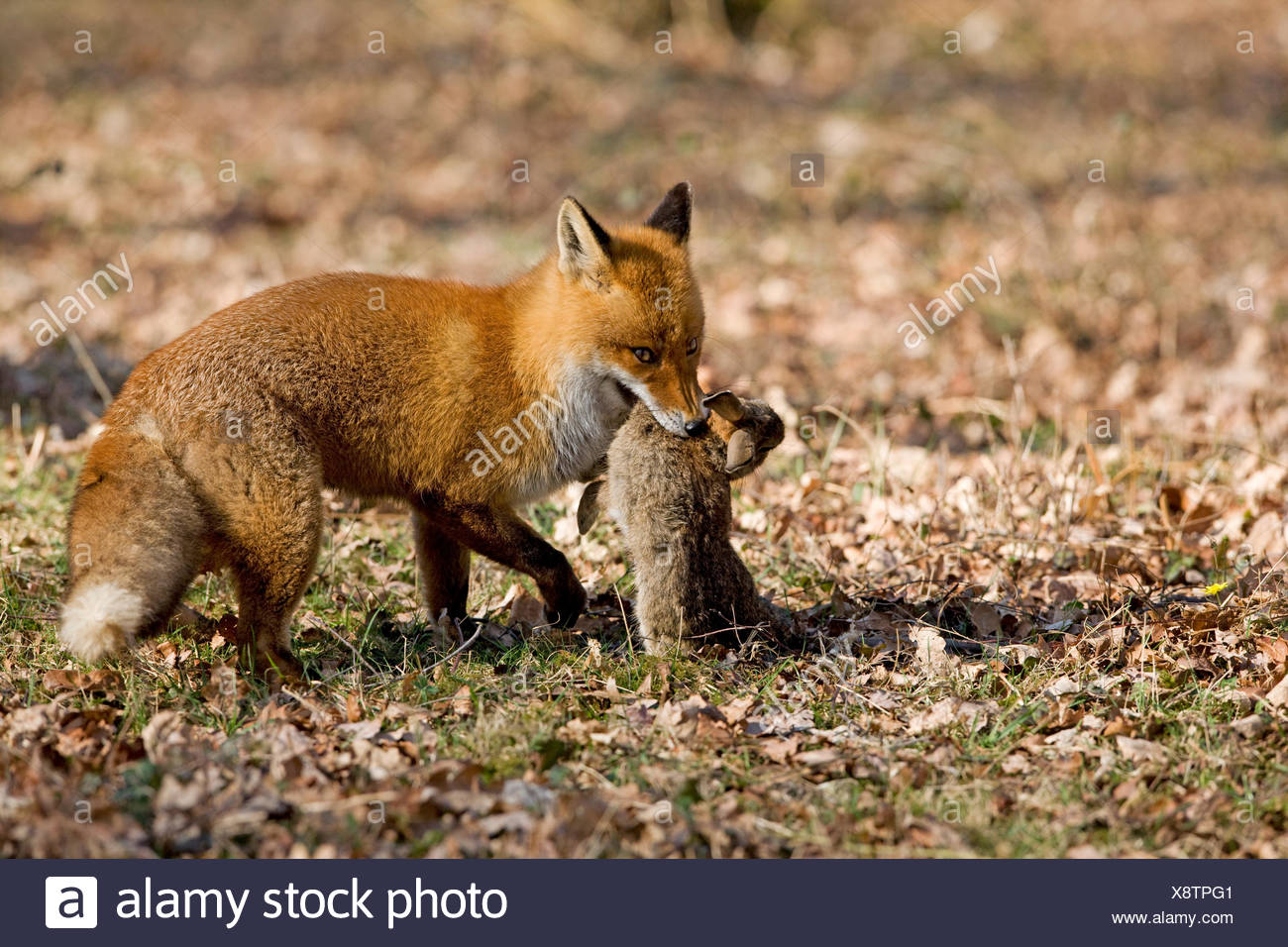 Red Fox Hunting Rabbits High Resolution Stock Photography and Images ...