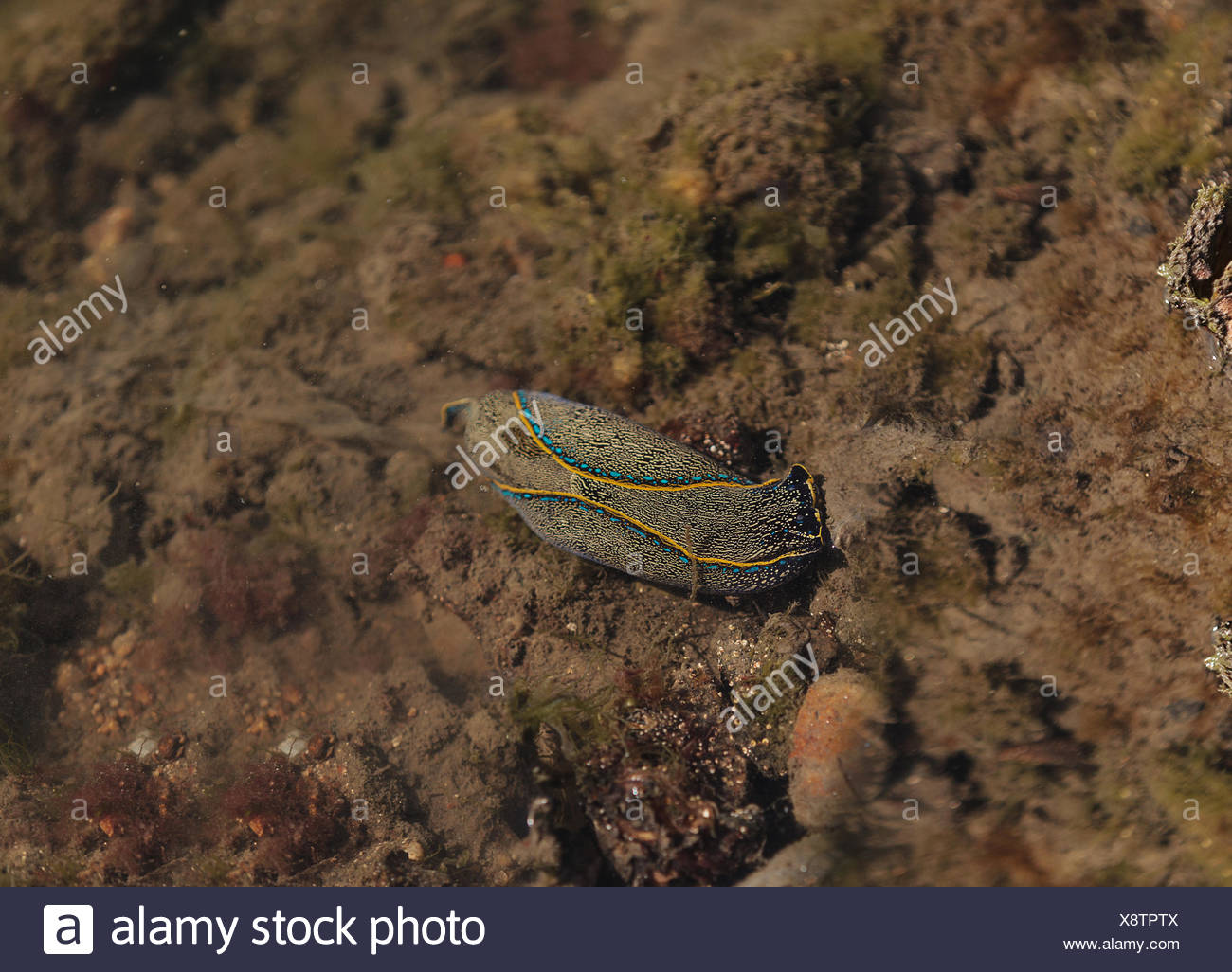 California Sea Slug High Resolution Stock Photography and Images - Alamy