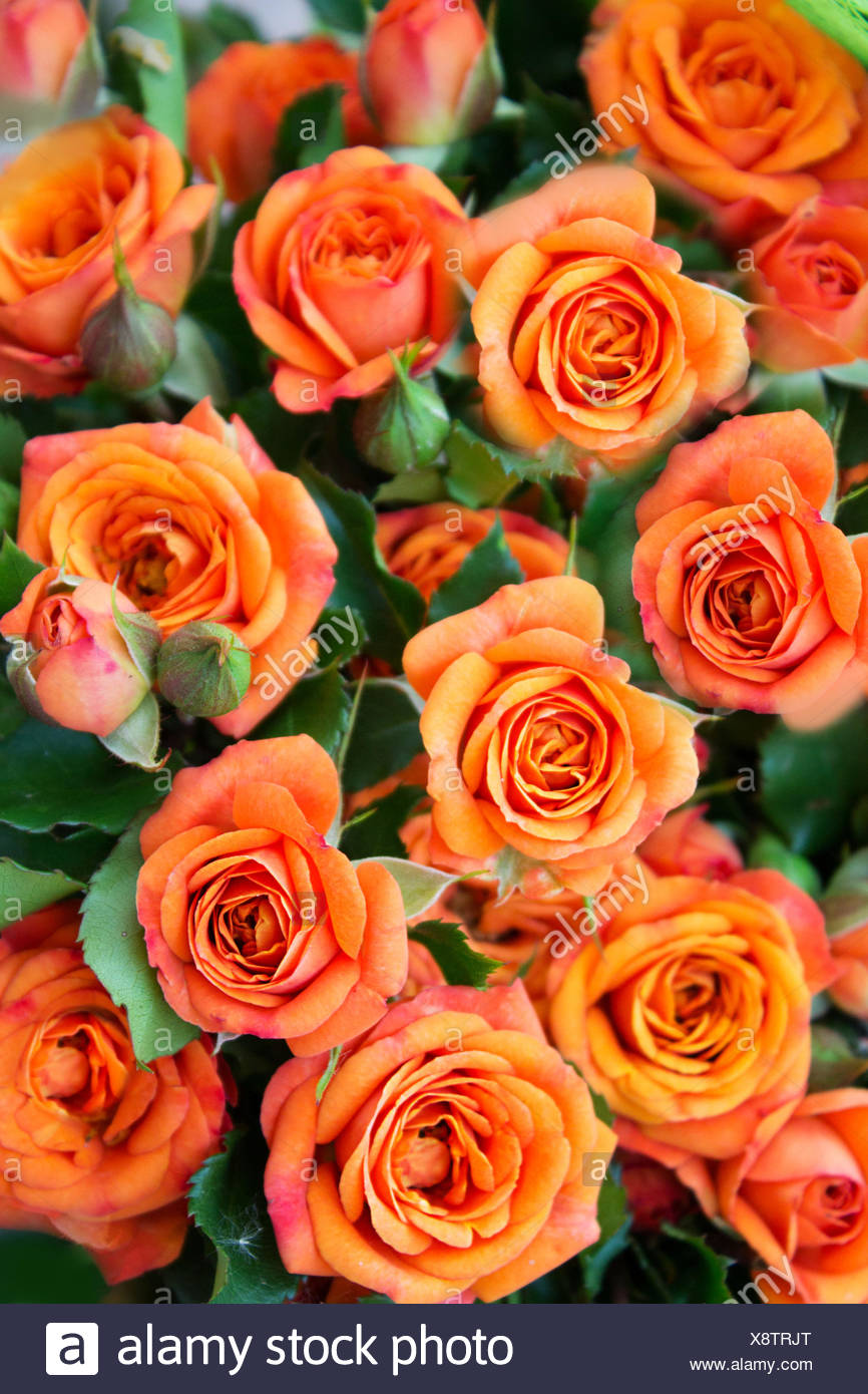 Apricot Roses High Resolution Stock Photography and Images - Alamy